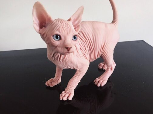 Die Sphynx-Katze: Einzigartige Merkmale & Pflege